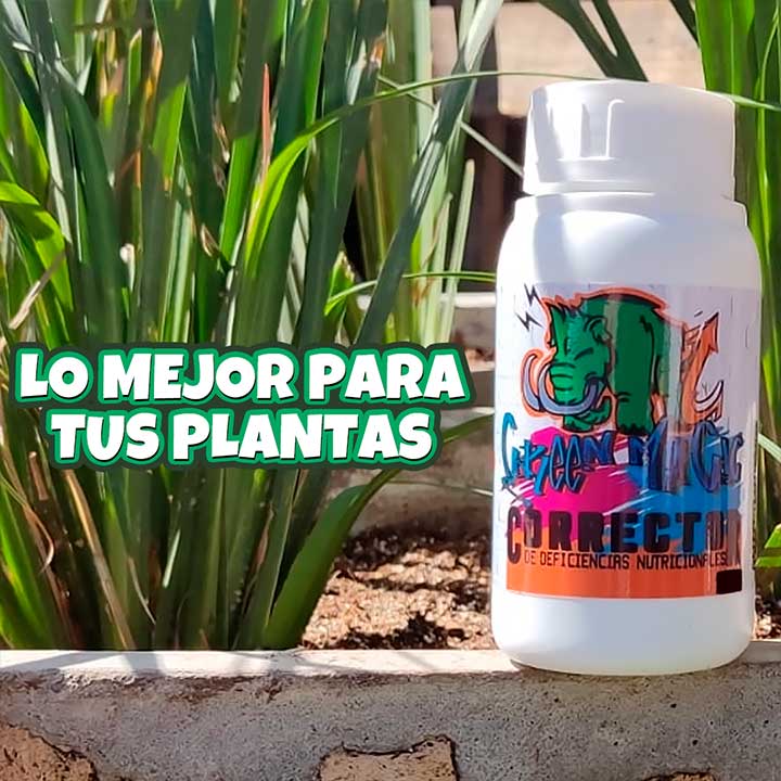 Green magic | Green Monkey